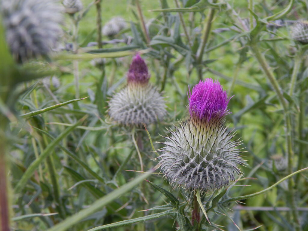 All Stories - Folklore Scotland